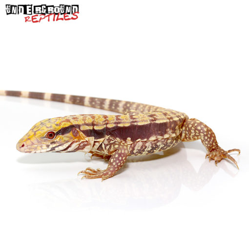 ALBINO ULTRA PURPLE TEGUS FOR SALE can be naturally found all ...