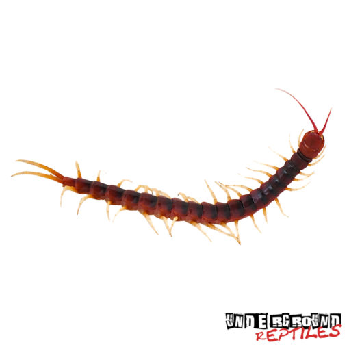 Normally Occurring Out Of South America Ranging From Colombia, To Parts ...