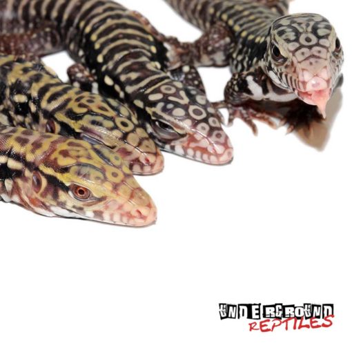 U.S. Captive Bred Produced directly here at Underground Reptiles Males ...