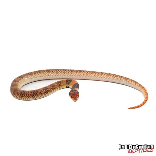 Starting For Southern Africa Mainly Around The Namibian Area And Some ...