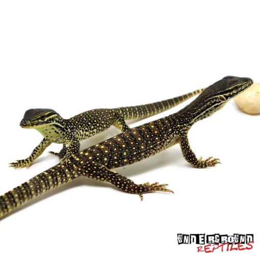 Starting From The Arid Plains And Coastal Grasslands Of Australia And ...