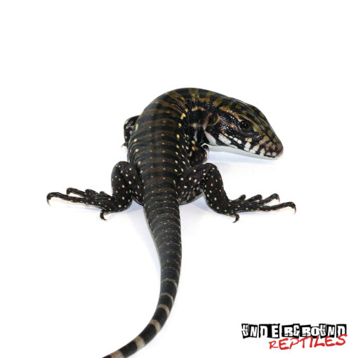 BABY DEEP PURPLE TEGUS FOR SALE CAN BE NATURALLY FOUND ALL THROUGHOUT ...