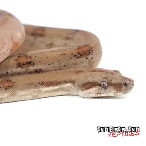 BEAUTIFUL BABY PEARL ISLAND BOA CONSTRICTOR FOR SALE sabogae Captive ...