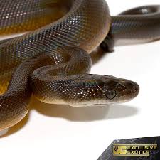 Endemic To The Islands Of New Guinea And Australia With Proper Care ...