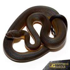 Endemic To The Islands Of New Guinea And Australia With Proper Care ...