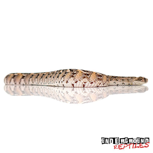 Indigenous To The Continent Of Africa Ranging From Morocco, Mauritania ...