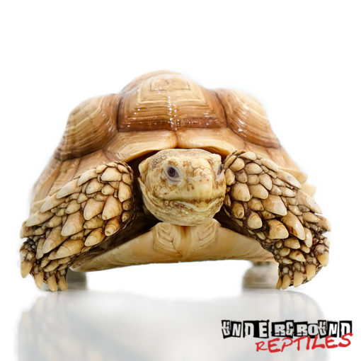 Starting From The Sub-Saharan Regions Of Africa Adults Can Reach Up To ...