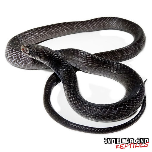 Local To Mexico's Western Coast Line Huge Species Of Colubrid That Can ...