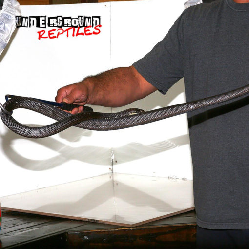 Beginning Out Of New Guinea, West Papua, And The Surrounding Islands ...