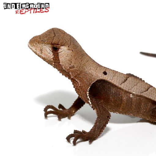 PERUVIAN DEAD LEAF LIZARD FOR SALE Are Coming from South America Mainly ...