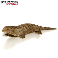 Originating in New Caledonia These can live for as long as 20 years ...