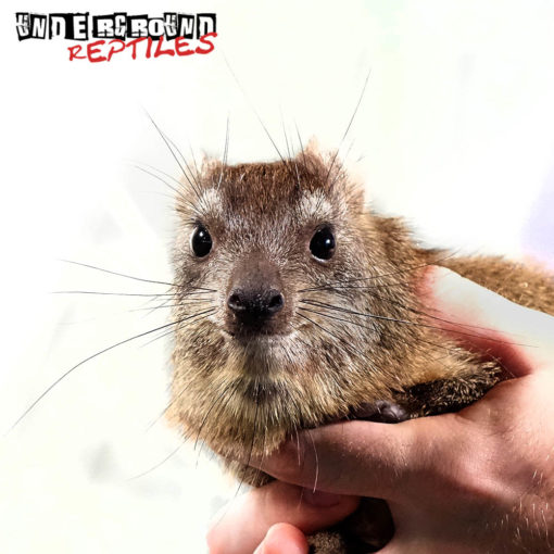 Grown-ups Generally Grow From 19 – 22 Inches In Total Length With ...