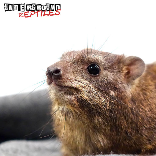 Grown-ups Generally Grow From 19 – 22 Inches In Total Length With ...