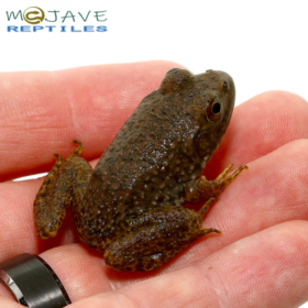 The Bullfrog Is The Largest Frog In North America Grown-ups Can Grow Up ...