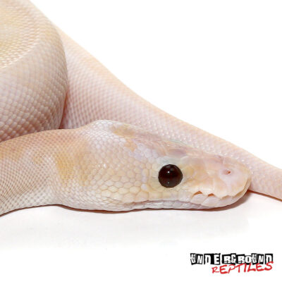 BANANA SUPER PASTEL CHAMPAGNE BALL PYTHONS HERE ARE SOME HIGHLIGHTS ...