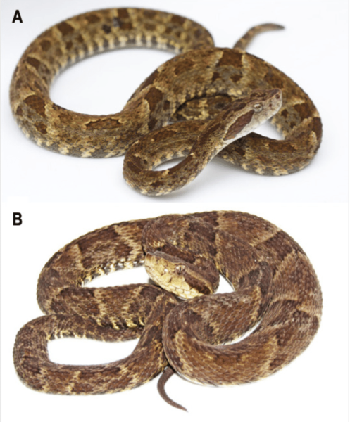 A BABY LANCEHEAD VIPER FOR SALE - Reptiles for sale