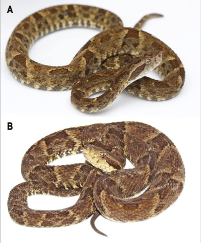 A BABY LANCEHEAD VIPER FOR SALE - Reptiles for sale