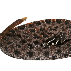 BABY WEST AFRICAN GABOON VIPER FOR SALE - Reptiles for sale