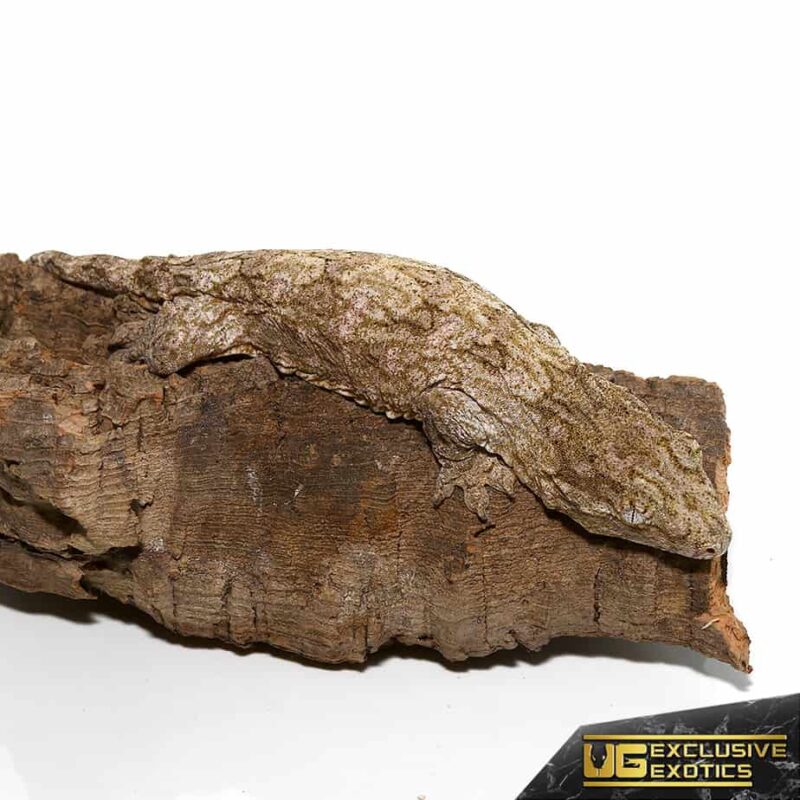 SUPER PINK NU ANA LEACHIANUS GECKOS FOR SALE. - Reptiles for sale