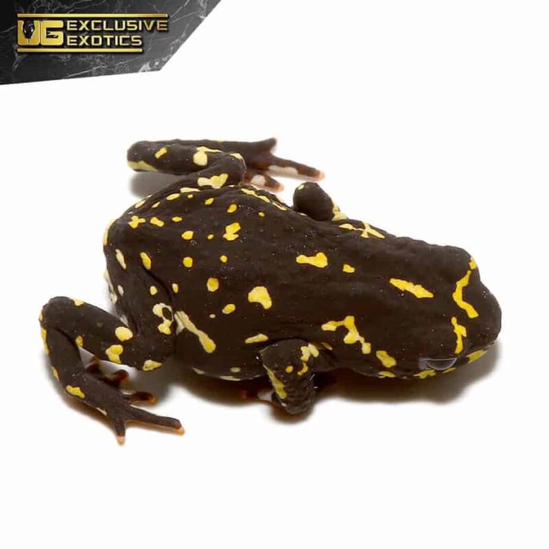 ORANGE HARLEQUIN TOADS FOR SALE - Reptiles for sale