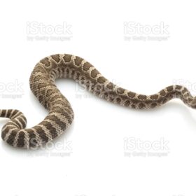 BABY WEST AFRICAN GABOON VIPER FOR SALE - Reptiles for sale