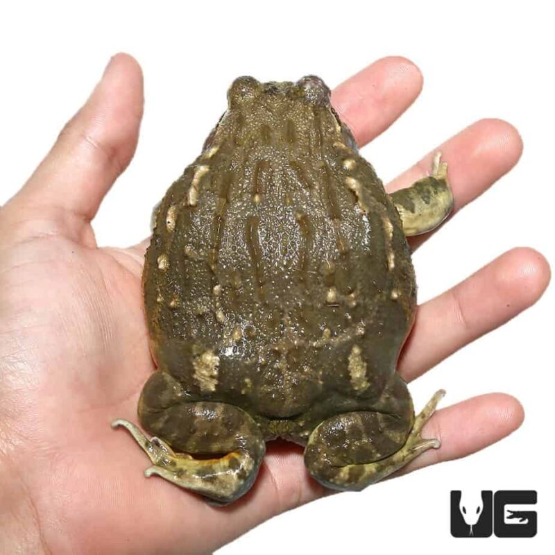 The Bullfrog Is The Largest Frog In North America Grown-ups Can Grow Up ...