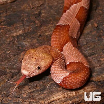 BABY COPPERHEAD SNAKES FOR SALE - Reptiles for sale