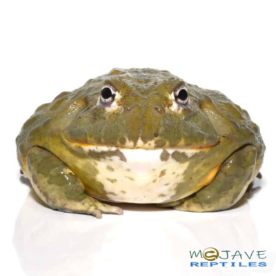ADULT MALE GIANT PIXIE FROGS FOR SALE - Reptiles for sale
