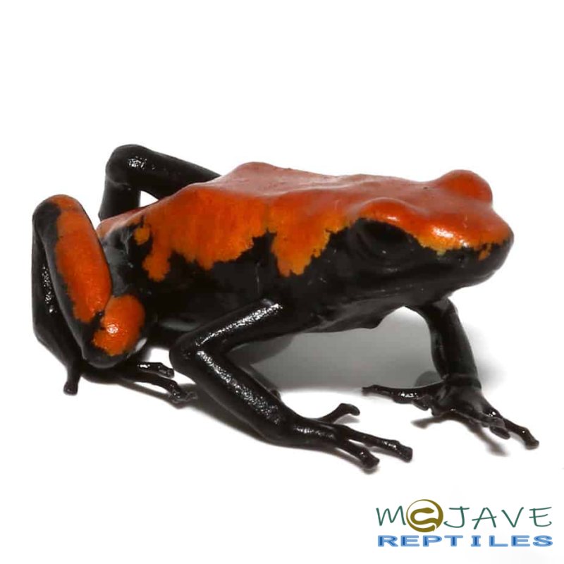 ADULT ORANGE SPLASHBACK DART FROGS FOR SALE - Reptiles for sale