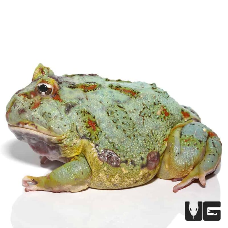 ADULT SAMURAI BLUE PACMAN FROGS FOR SALE - Reptiles for sale