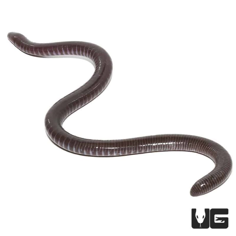 GABOON CAECILIANS FOR SALE - Reptiles for sale