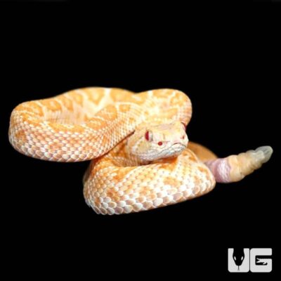 BABY ALBINO HET SCALELESS WESTERN DIAMONDBACK RATTLESNAKE FOR SALE ...