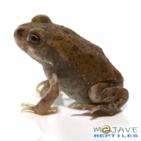 BABY COLORADO RIVER TOAD FOR SALE - Reptiles for sale