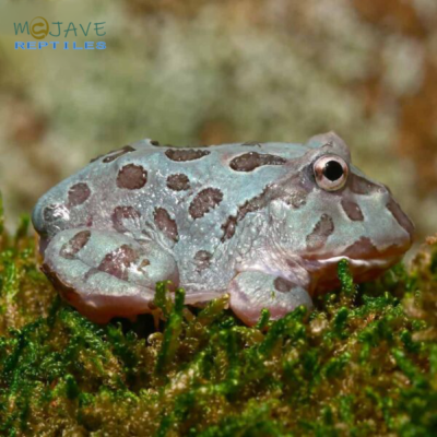 MUTANT BLUE METAL PACMAN FROGS FOR SALE - Reptiles for sale