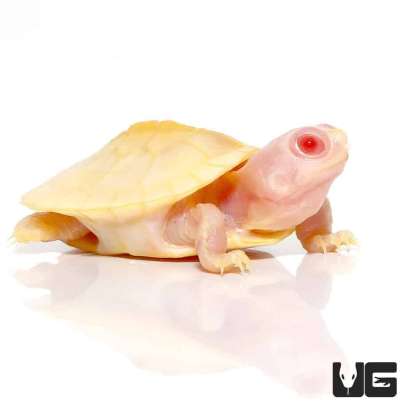 BABY PERUVIAN HIGH RED MATA MATA TURTLES FOR SALE. - Reptiles for sale