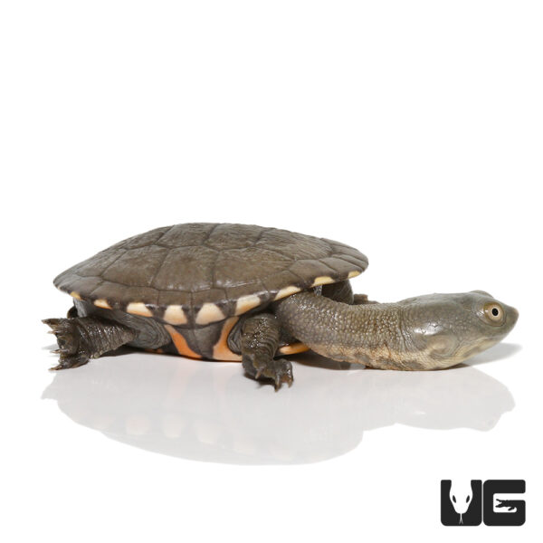 CARAMEL PINK ALBINO RED EAR SLIDER TURTLE FOR SALE - Reptiles for sale