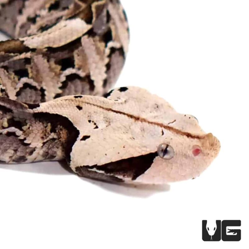 BABY WEST AFRICAN GABOON VIPER FOR SALE - Reptiles for sale