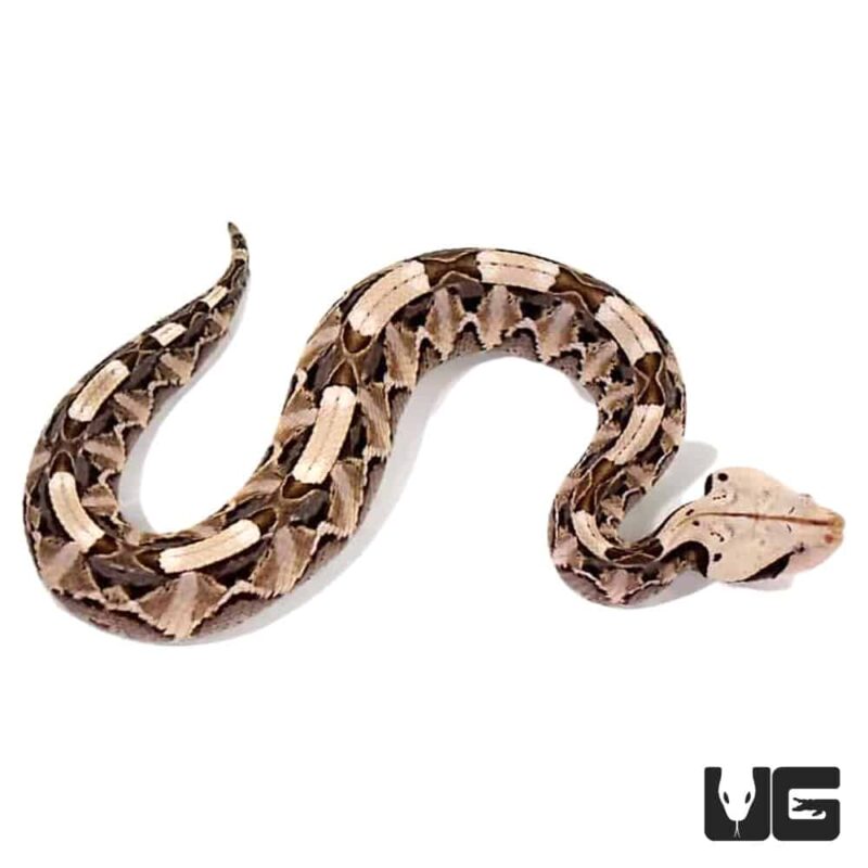 BABY WEST AFRICAN GABOON VIPER FOR SALE - Reptiles for sale
