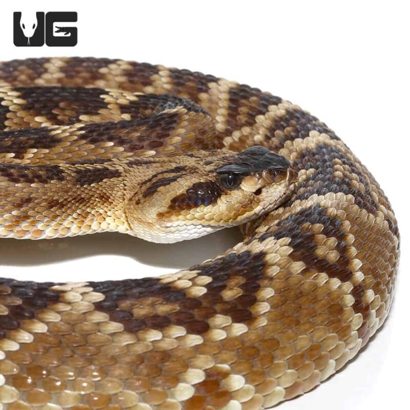 BABY ALBINO HET SCALELESS WESTERN DIAMONDBACK RATTLESNAKE FOR SALE ...