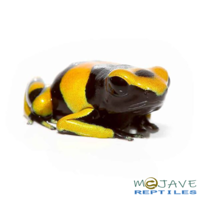 BUMBLE BEE DART FROGS FOR SALE - Reptiles for sale