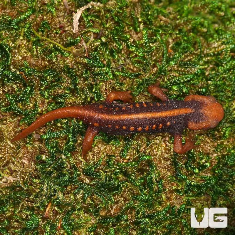 EMPEROR NEWTS FOR SALE - Reptiles for sale