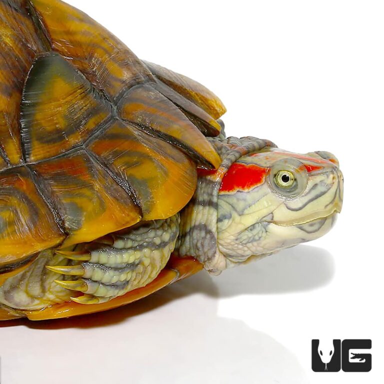 FEMALE PASTEL RED EAR SLIDER TURTLES FOR SALE - Reptiles for sale