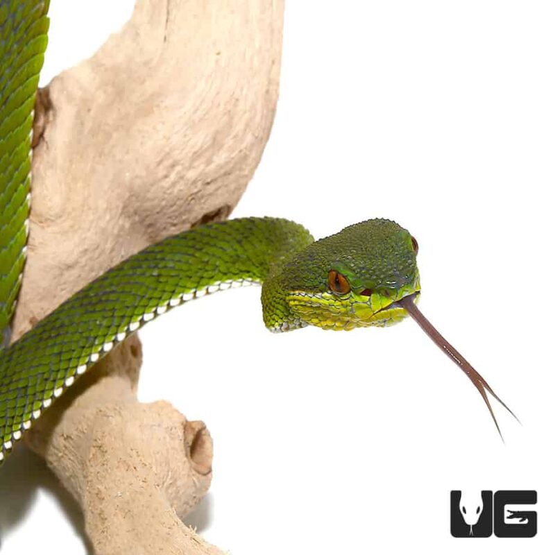 GREEN PURPLE SPOTTED PIT VIPERS FOR SALE - Reptiles for sale