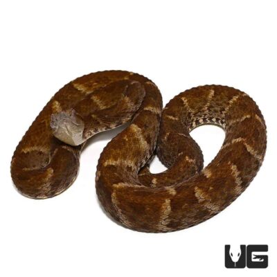 BLUE KOMODO ISLAND VIPER PAIR FOR SALE - Reptiles for sale