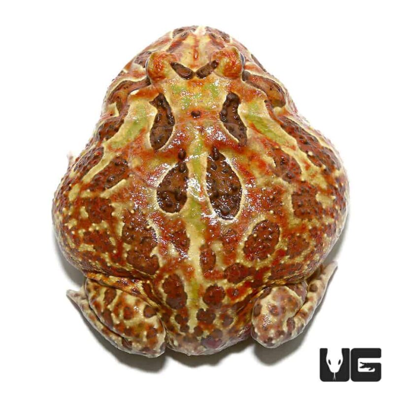 ADULT MALE MUTANT CRANWELLI PACMAN FROG FOR SALE - Reptiles for sale