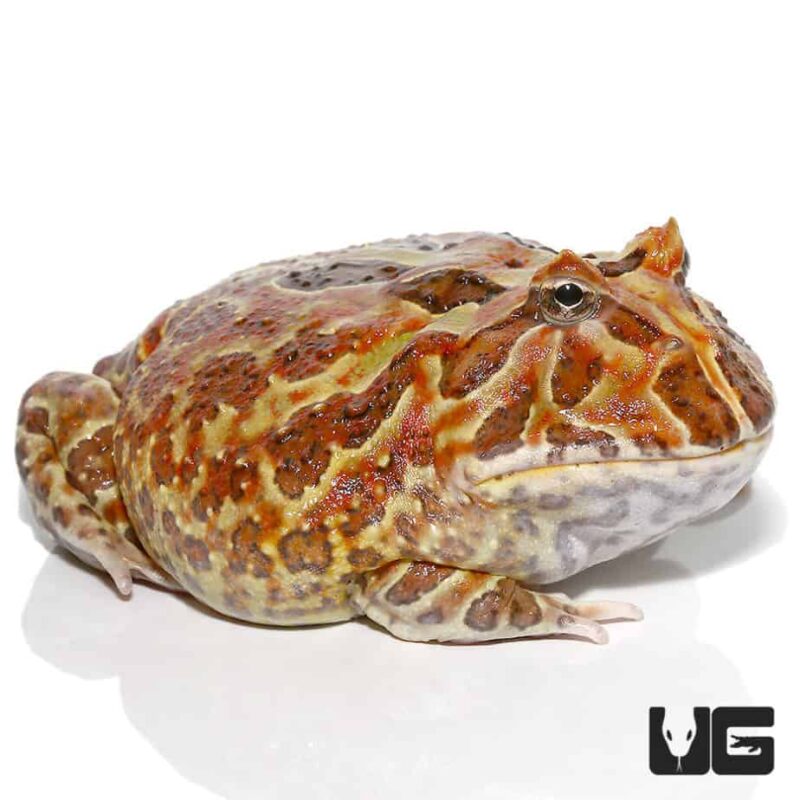 ADULT MALE MUTANT CRANWELLI PACMAN FROG FOR SALE - Reptiles for sale
