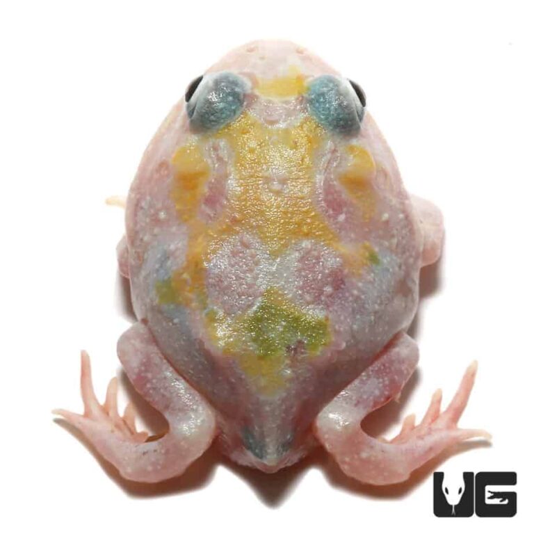 MUTANT UNICORN PACMAN FROGS FOR SALE - Reptiles for sale