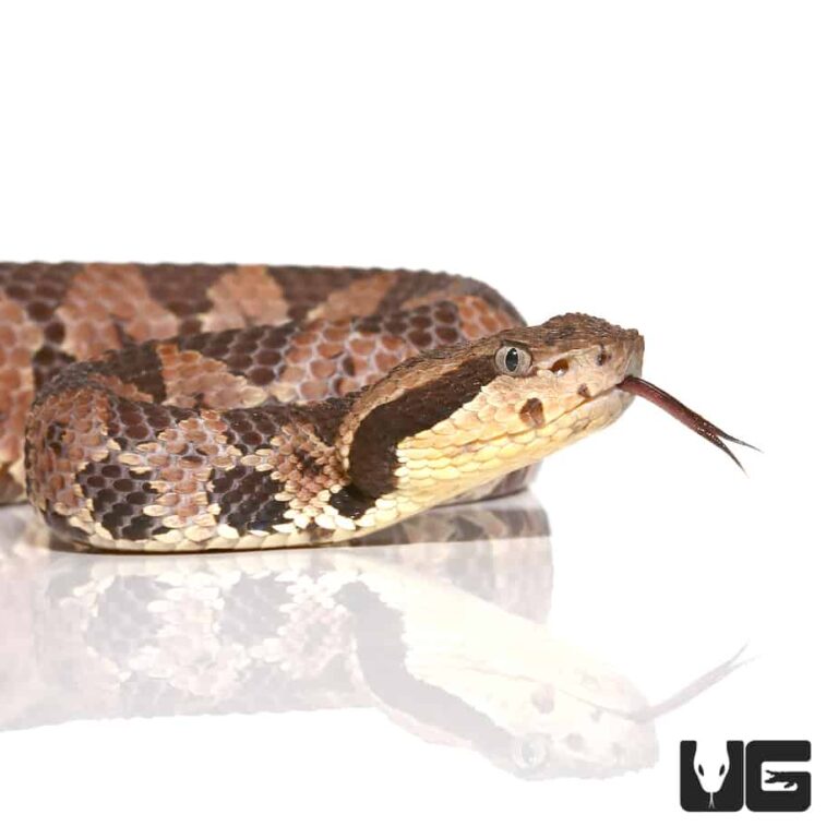 ADULT RED FLAME SQUAMIGERA BUSH VIPERS FOR SALE - Reptiles for sale