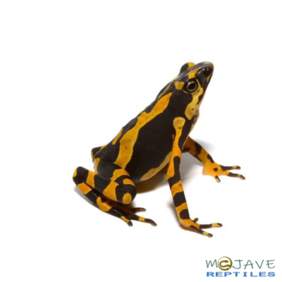 ORANGE ATELOPUS TOADS FOR SALE - Reptiles for sale