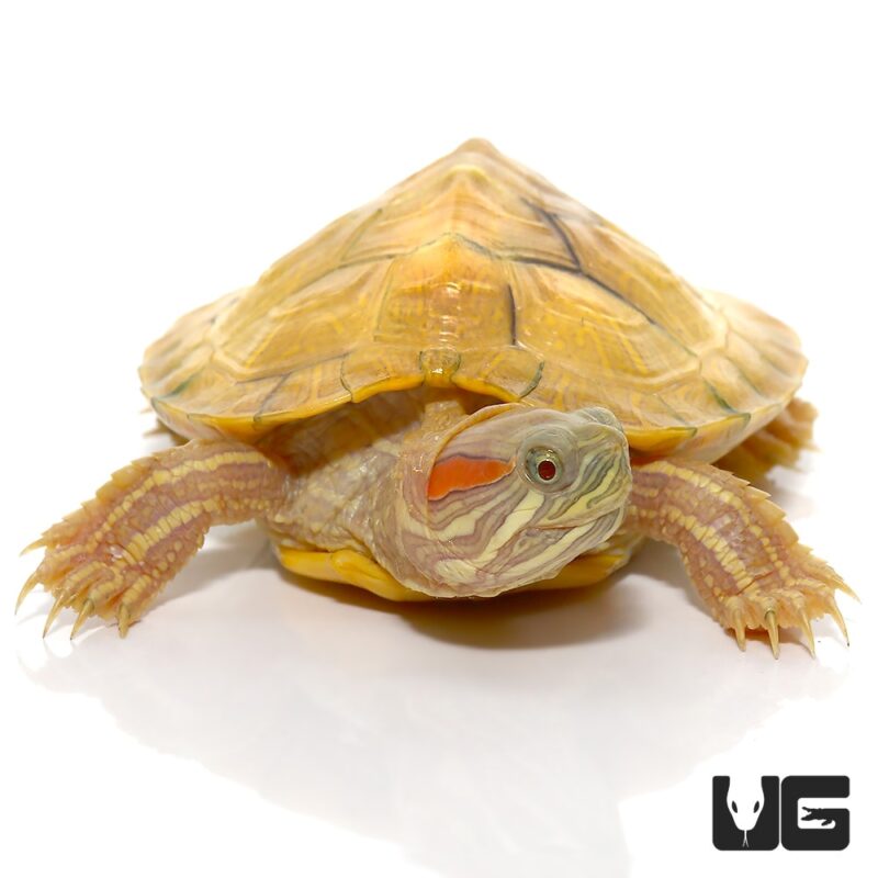 BABY ALBINO PINKBELLY SIDENECK TURTLES FOR SALE - Reptiles for sale